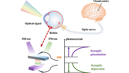 Fully light-modulated memristor based on ZnO/MoOx heterojunction for ...