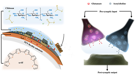 Far-gate synaptic transistors utilizing ion-charge dual-transfer ...