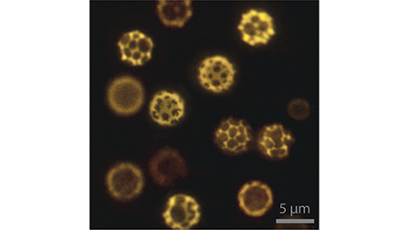 Are monodisperse phospholipid-coated microbubbles “mono-acoustic ...
