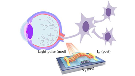Two-dimensional ferroelectric semiconductor floating-gate transistor ...