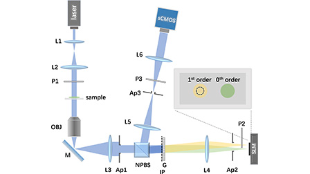 One-grating common-path phase-shifting interferometer for quantitative ...