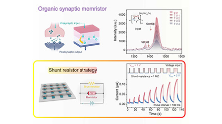 Organic heterojunction memristors with enhanced tunable resistive ...