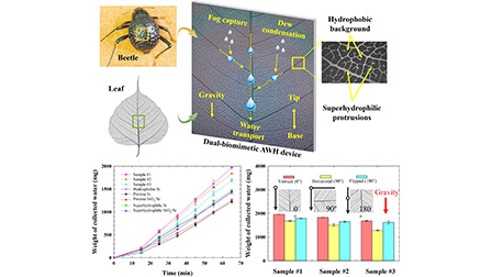 A dual-biomimetic surface with leaf-skeleton-based hierarchical ...