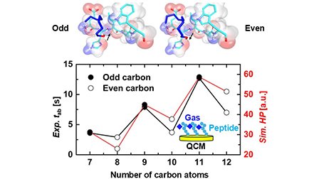 Observation of odd–even effect in 1-alcohols through pentapeptide ...