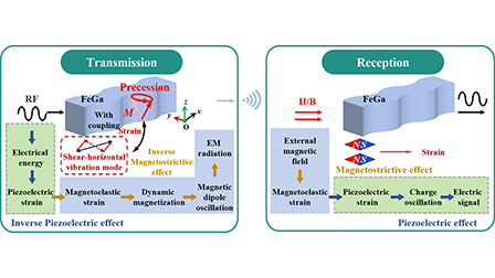 Radiation enhancement in shear horizontal surface acoustic wave driven ...