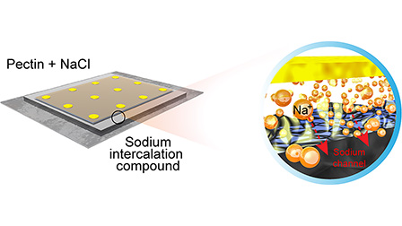 Sodium dopant in pectin mediates ionic-electronic coupling on Na0.67Mg0 ...