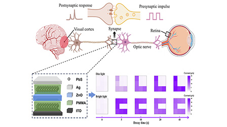 A back-to-back structured bionic visual sensor for adaptive perception ...