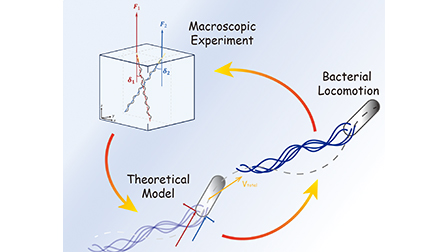 Propulsion contribution from individual filament in a flagellar bundle ...