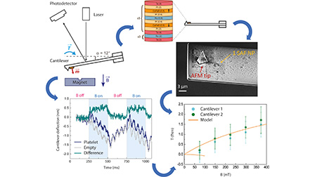 AFM cantilever magnetometry for measuring Femto-Nm torques generated by ...