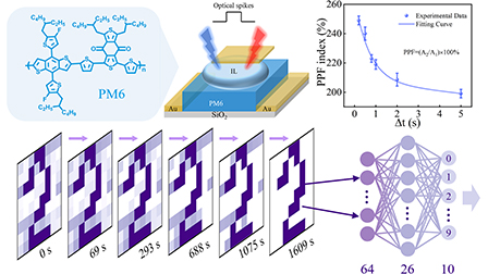 An organic optoelectronic synaptic transistor for image preprocessing ...