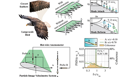 Defining aerodynamic modes of large-scale birds' covert feathers ...