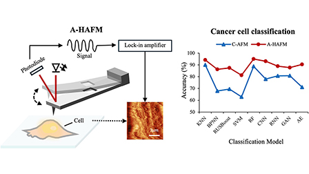 An adaptive harmonic AFM probe with enhanced sensitivity for cellular ...