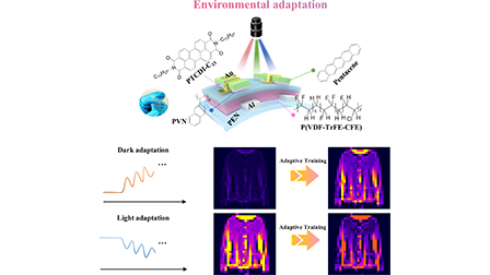 Adaptive organic phototransistor for light-suppressed regulation ...