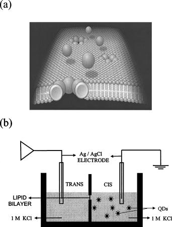 Current bursts in lipid bilayers initiated by colloidal quantum dots ...