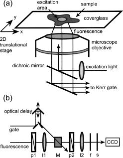 Picosecond time-resolved imaging by nonscanning fluorescence Kerr gate ...