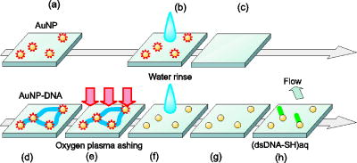 Anchoring gold nanoparticles onto a mica surface by oxygen plasma ...