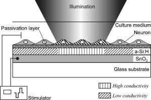 Light-addressable electrode with hydrogenated amorphous silicon and low ...