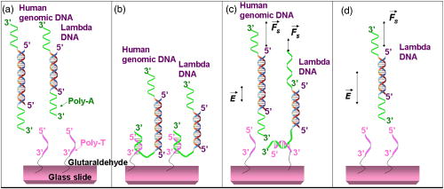 Separation of long DNA molecules through cleavage of hydrogen bonds ...