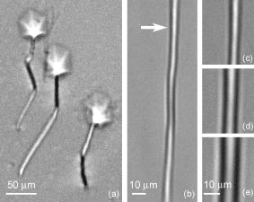 Study of micropipe structure in SiC by x-ray phase contrast imaging ...
