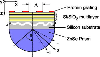 Enhancement of diffraction for biosensing applications via Bloch ...
