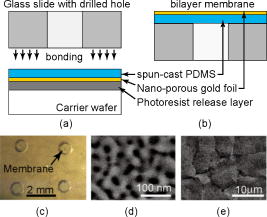 Flexible and conductive bilayer membranes of nanoporous gold and ...