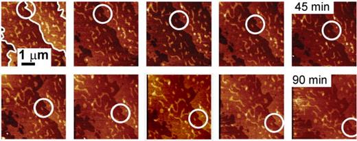 High temperature surface imaging using atomic force microscopy ...