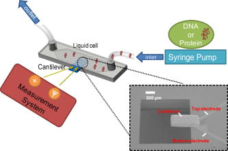 Micromechanical observation of the kinetics of biomolecular ...