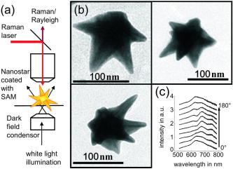 Single gold nanostars enhance Raman scattering | Applied Physics ...
