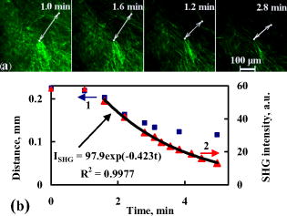 Quantifying thermodynamics of collagen thermal denaturation by second ...