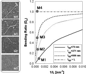 Percolation of two-dimensional multiwall carbon nanotube networks ...