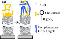 Self-assembly of cholesterol DNA at liquid crystal/aqueous interface ...