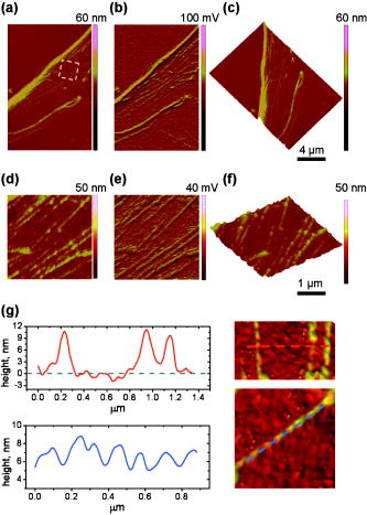 Measurement of charge distribution in actin bundles by surface ...