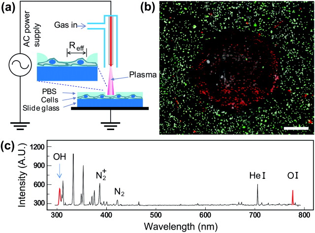 Plasma effects on subcellular structures | Applied Physics Letters ...