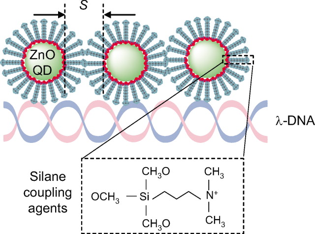Self-assembly method of linearly aligning ZnO quantum dots for a nanophotonic signal ...