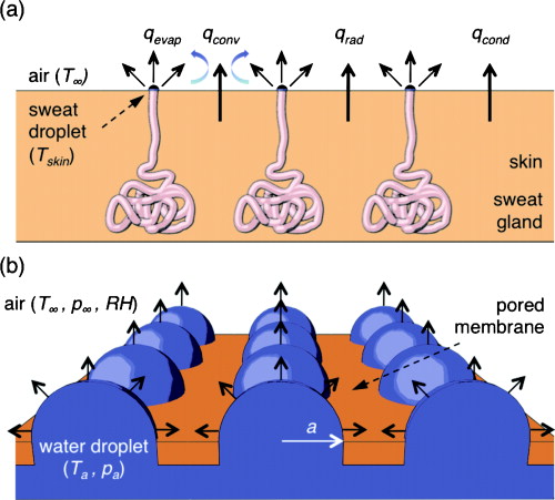 Biologically inspired porous cooling membrane using arrayed-droplets ...