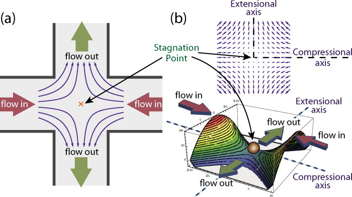Hydrodynamic trap for single particles and cells | Applied Physics ...