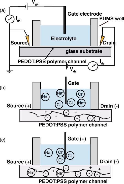 Effect of the gate electrode on the response of organic electrochemical ...