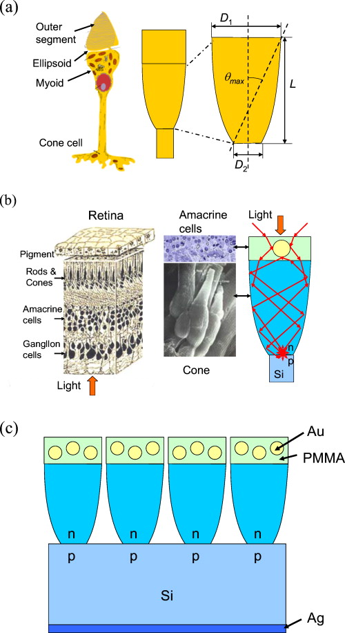 Retinal light trapping in textured photovoltaic cells | Applied Physics ...