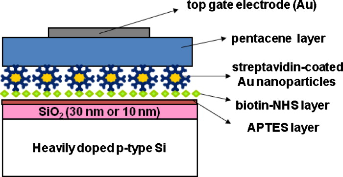 Electrical charging of Au nanoparticles embedded by streptavidin-biotin ...