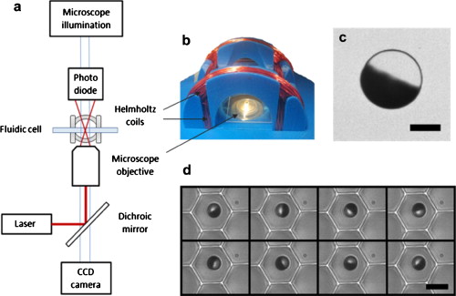 High frequency asynchronous magnetic bead rotation for improved ...