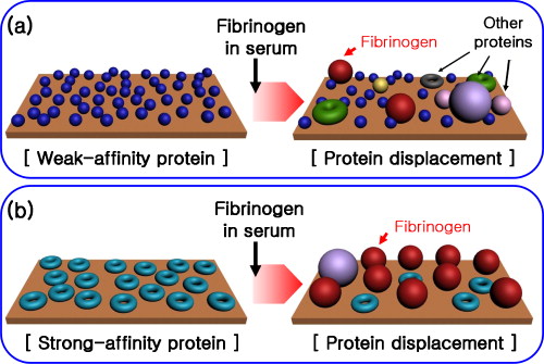 Using competitive protein adsorption to measure fibrinogen in undiluted ...