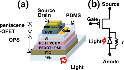 The vertically stacked organic sensor-transistor on a flexible ...