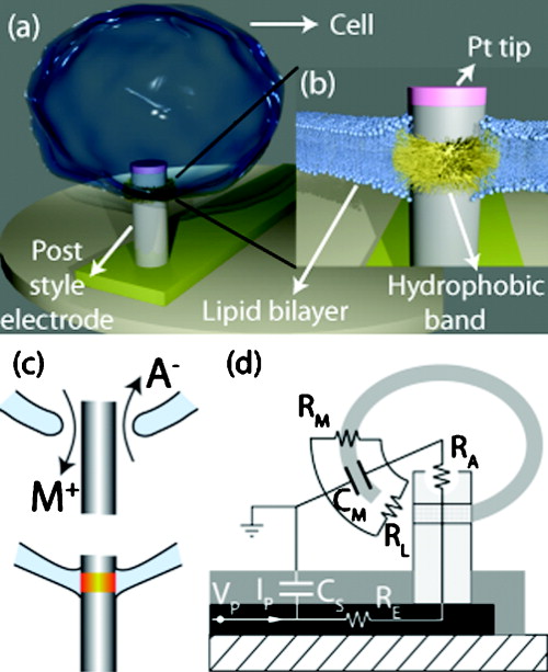 Gigaohm resistance membrane seals with stealth probe electrodes ...