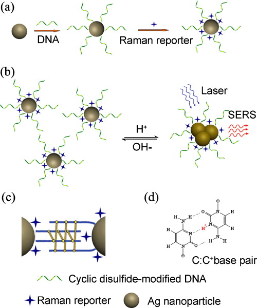 Enhanced nanoparticle-oligonucleotide conjugates for DNA nanomachine ...