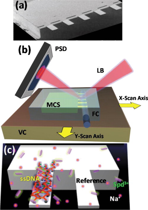 Observation of spermidine-induced attractive forces in self-assembled ...