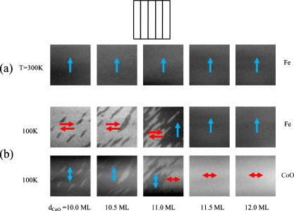Element-specific study of epitaxial NiO/Ag/CoO/Fe films grown on ...