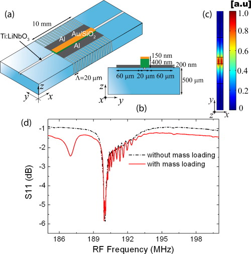 Diffraction Less And Strongly Confined Surface Acoustic Waves In Domain Inverted Linbo3
