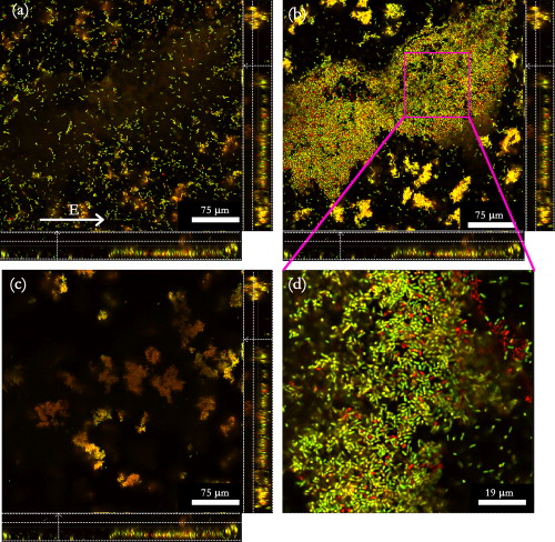 Electric field induced bacterial flocculation of enteroaggregative ...