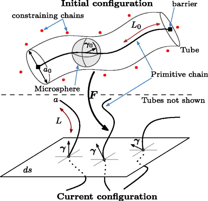 A variable constraint tube model for size effects of polymer nano ...