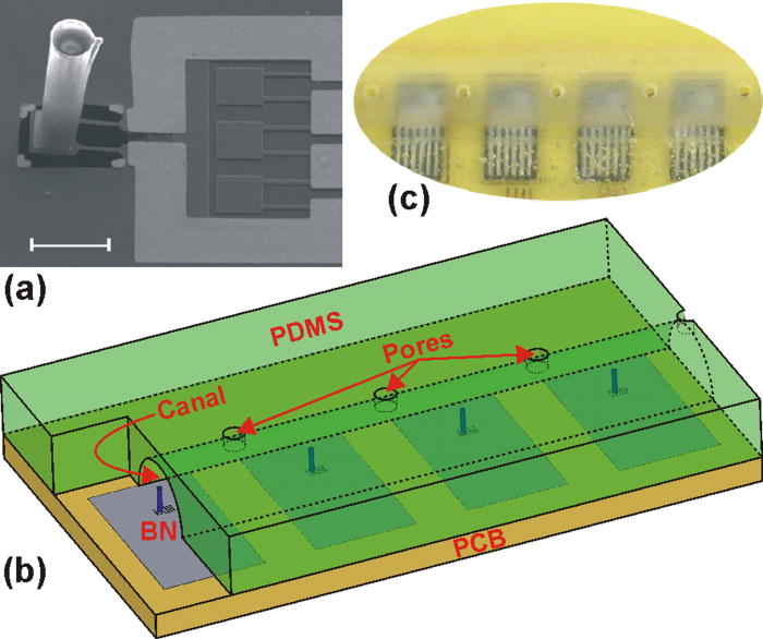 Artificial lateral line canal for hydrodynamic detection | Applied ...